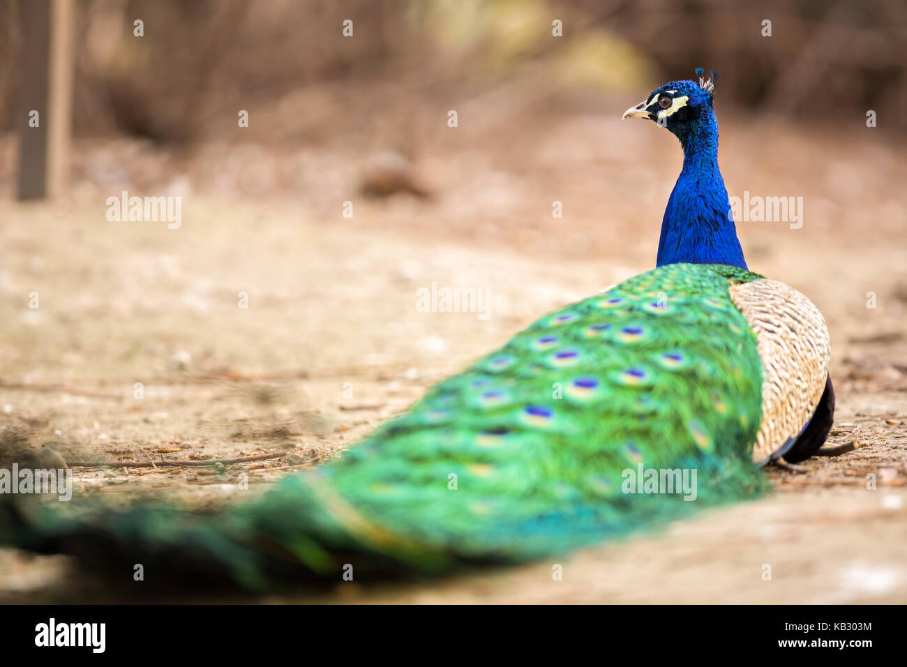wonderful peacock bird, back view Stock Photo - Alamy