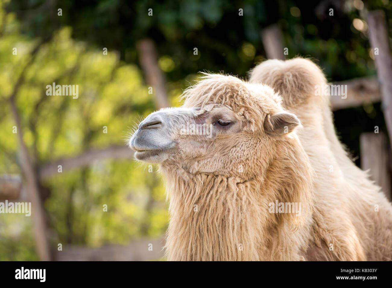Portrait of camel (camelus ferus Stock Photo - Alamy