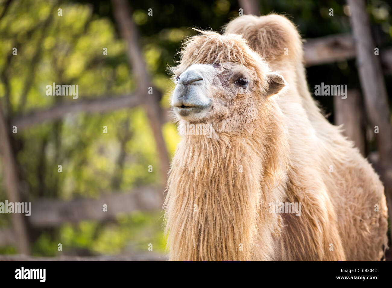 Camelus Ferus Stock Photos & Camelus Ferus Stock Images - Alamy