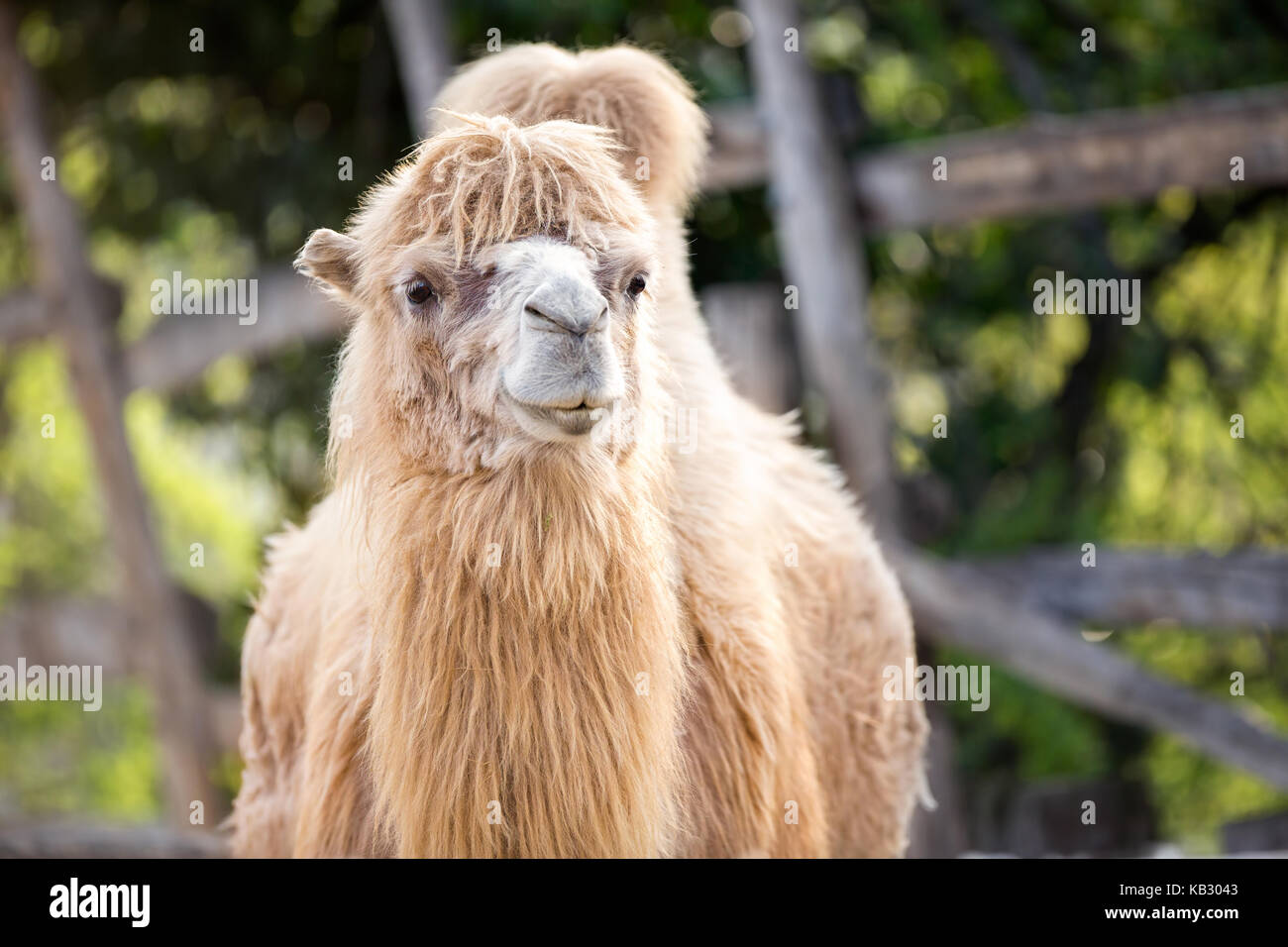 Beautiful Bactrian camel (camelus ferus Stock Photo - Alamy