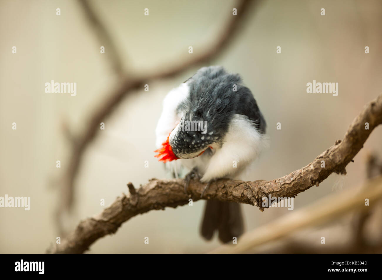 red-crested bird or Paroaria Coronata Stock Photo - Alamy