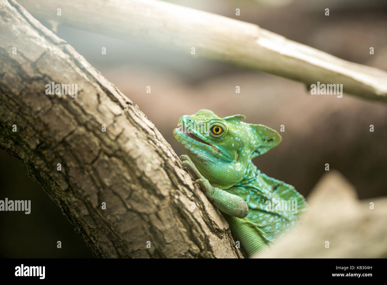 Green chameleon standing on branch Stock Photo - Alamy