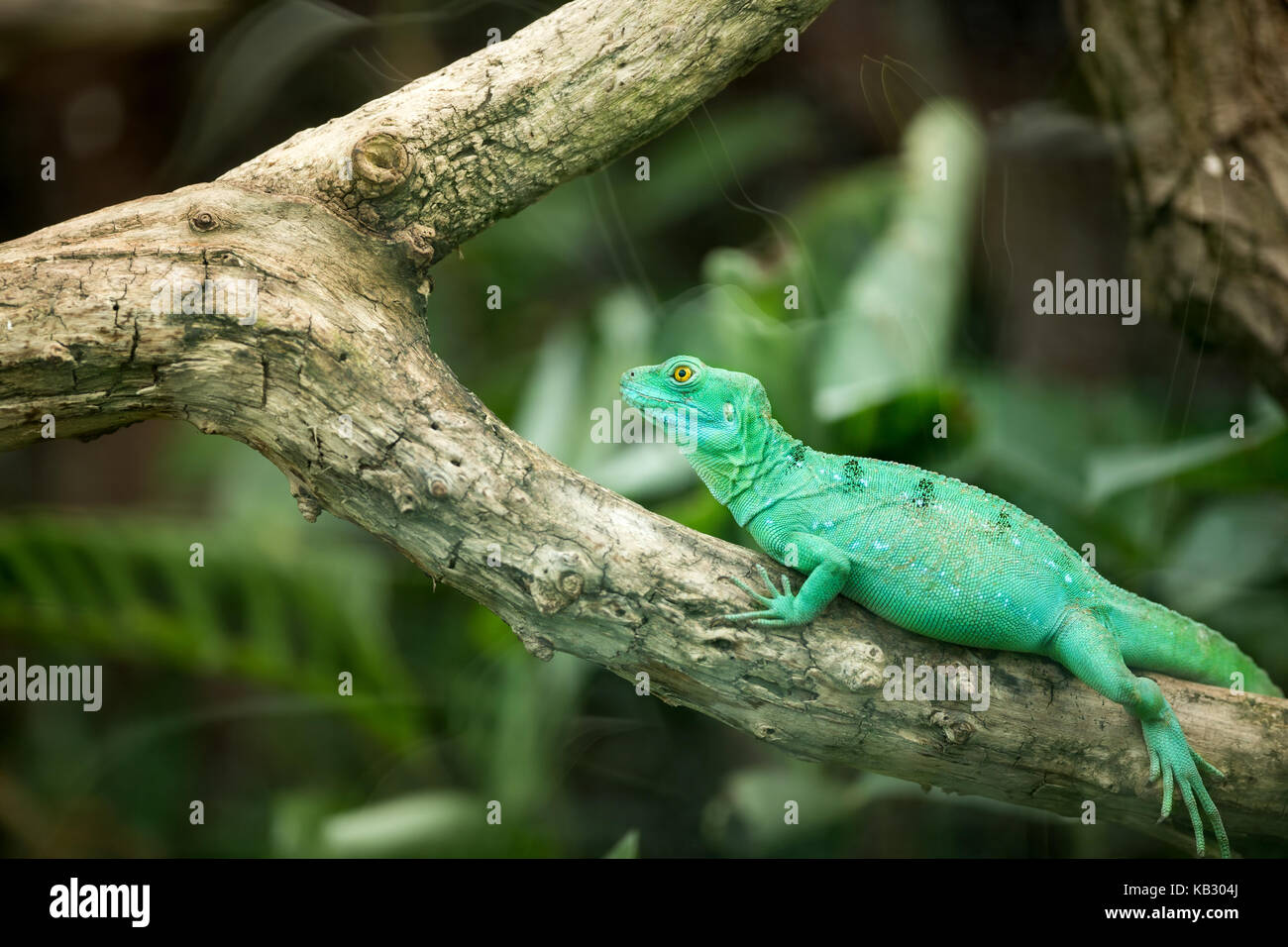 Green chameleon standing on branch Stock Photo - Alamy
