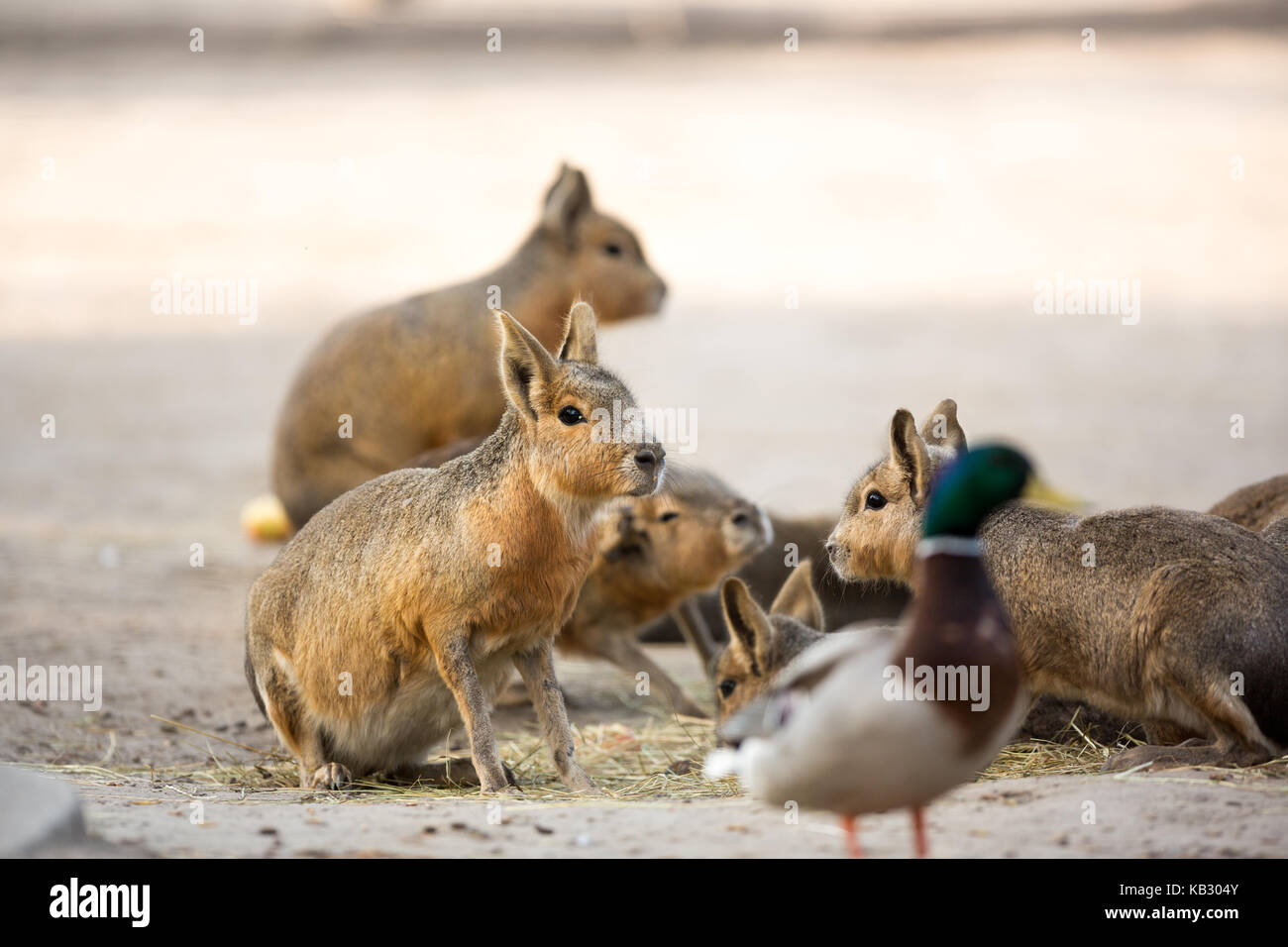 rabbits bunny in nature Stock Photo - Alamy