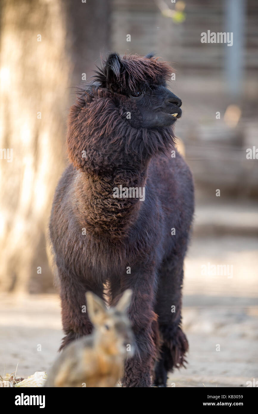 Funny alpaca hi-res stock photography and images - Alamy