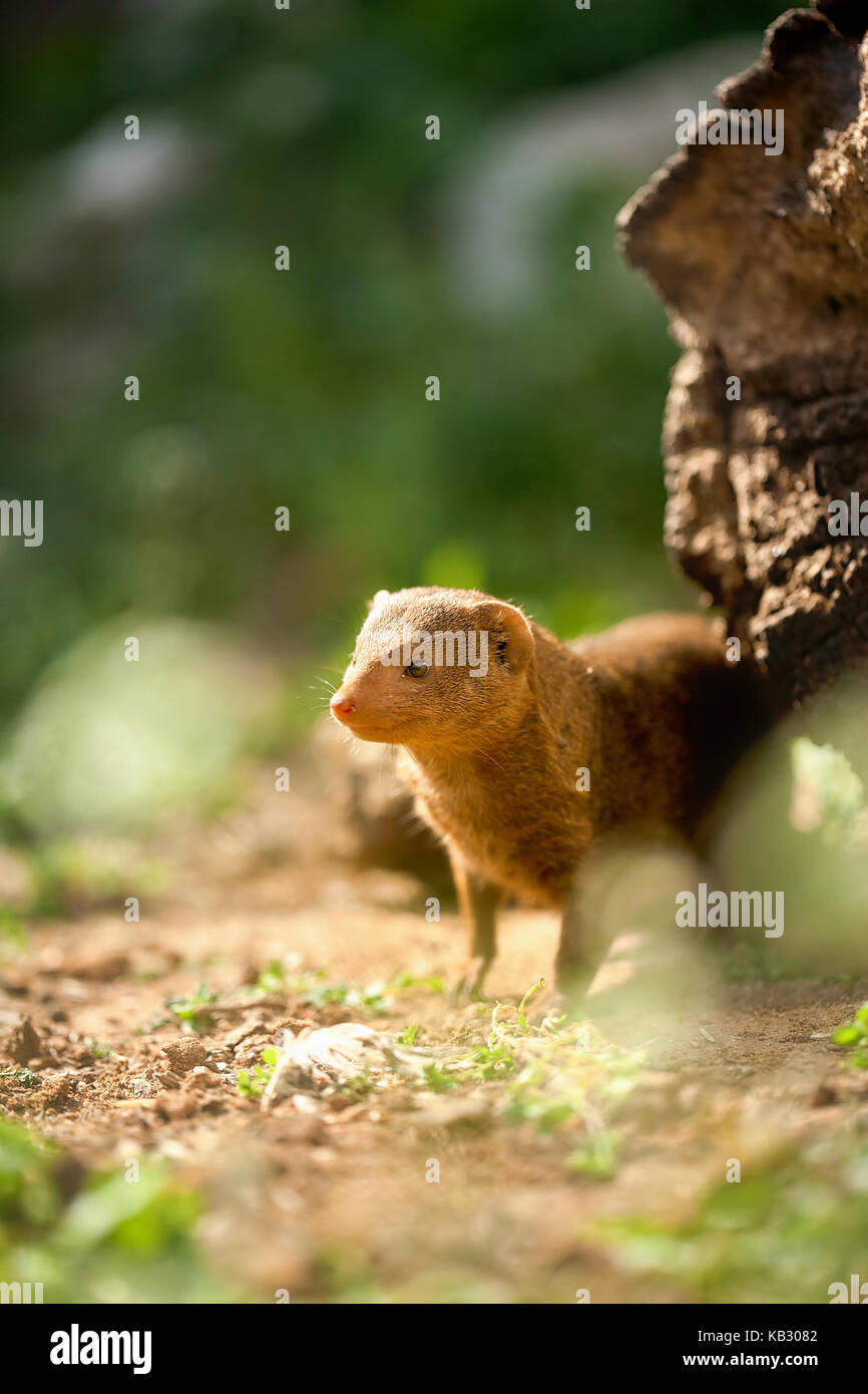 Cute little Ferret in habitat Stock Photo - Alamy
