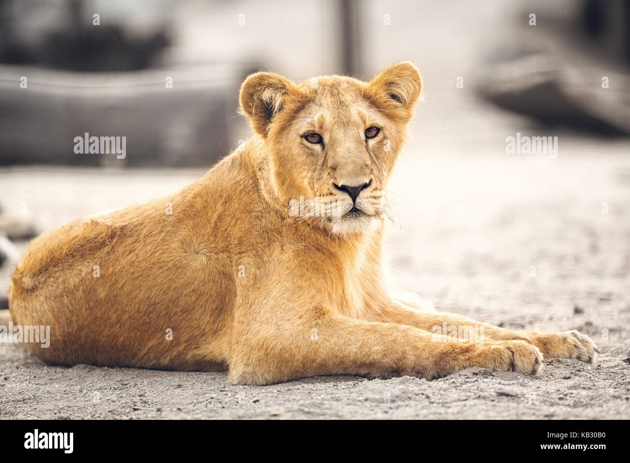 Portrait of beautiful lioness, looking at camera Stock Photo - Alamy