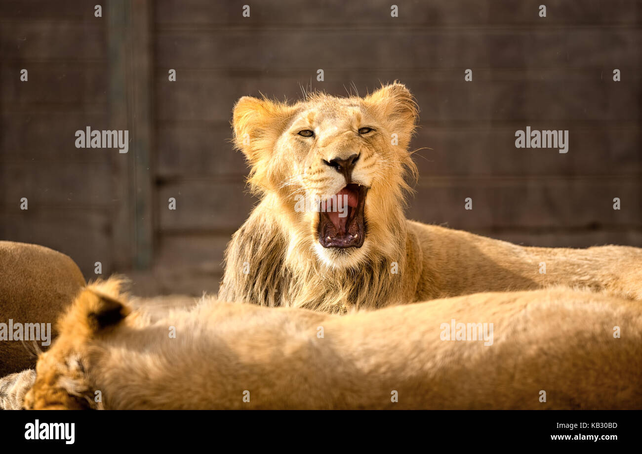 tired young male lion yawning Stock Photo - Alamy