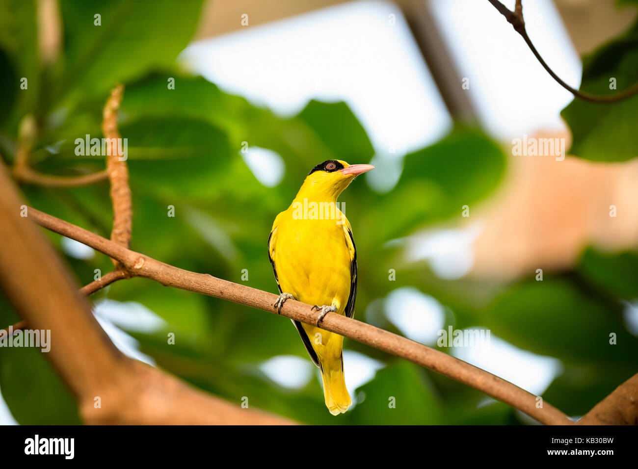 cute yellow canary on branch Stock Photo - Alamy