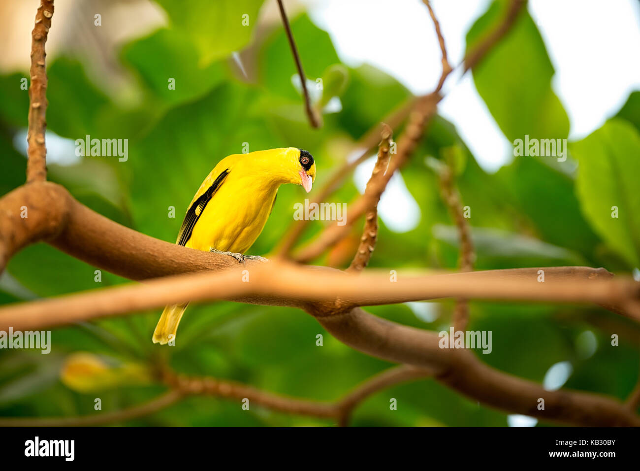 cute yellow canary on branch Stock Photo - Alamy