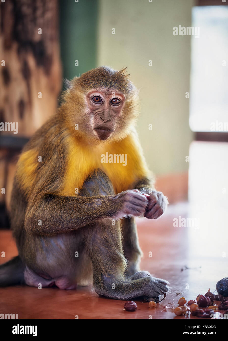 Monkey on the floor hi-res stock photography and images - Alamy