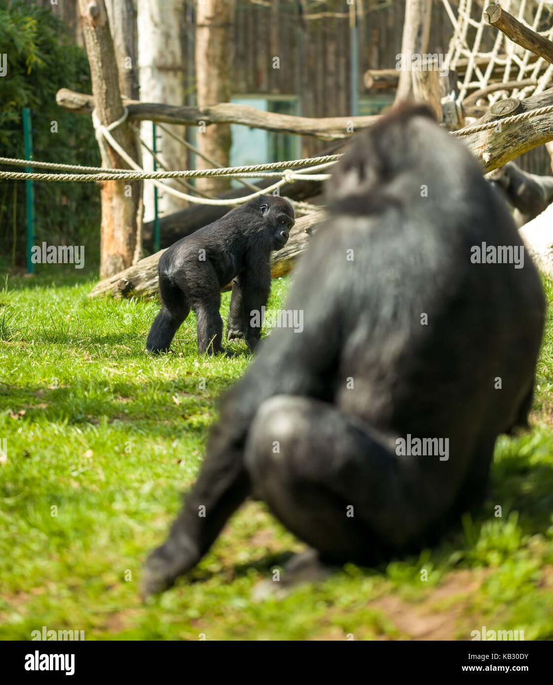 Gorilla family hi-res stock photography and images - Alamy