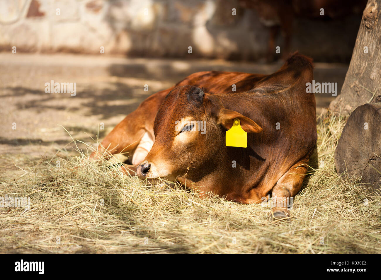Young cow lying and resting Stock Photo - Alamy