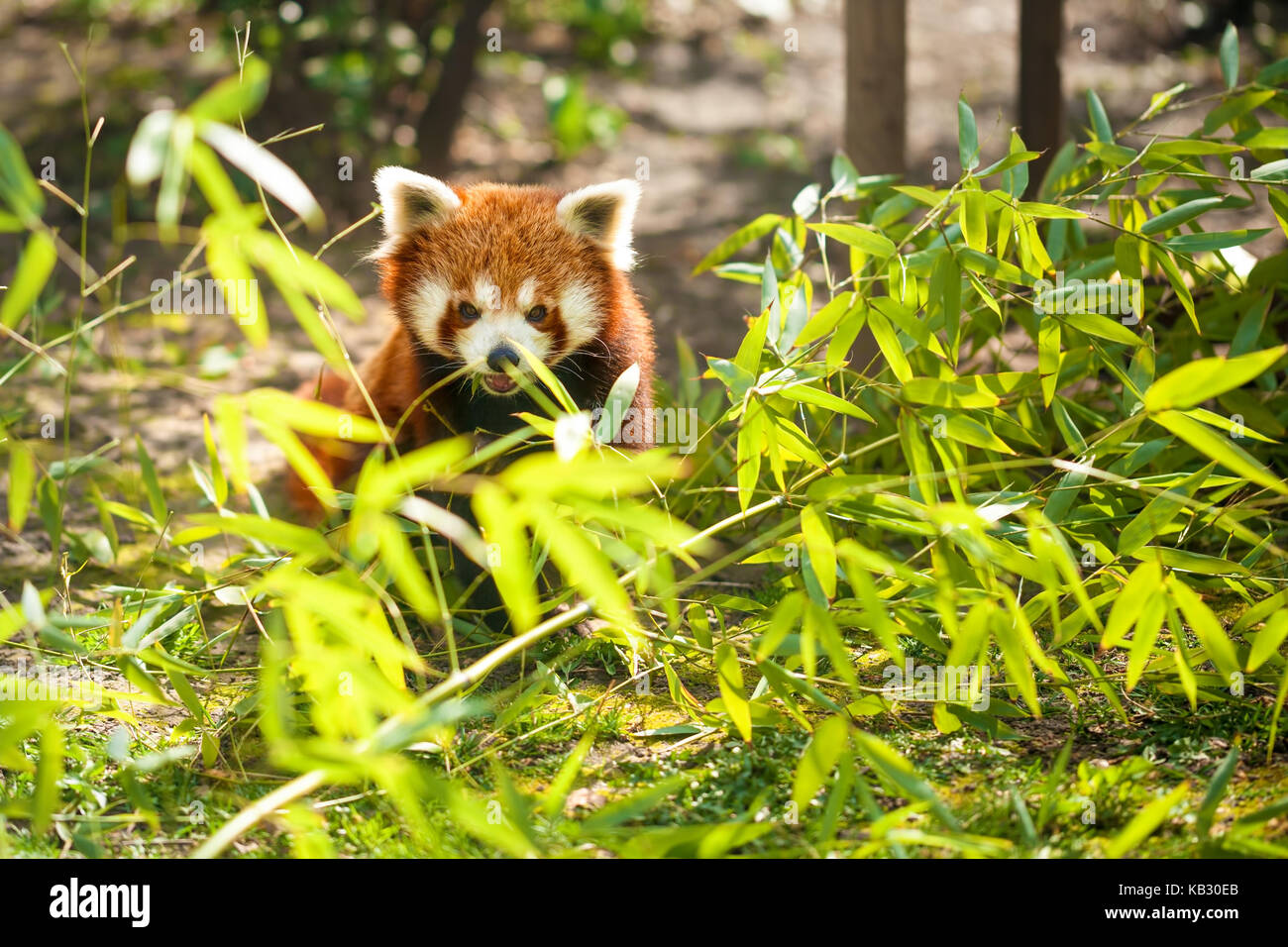 Panda eating bamboo leaves hi-res stock photography and images - Alamy