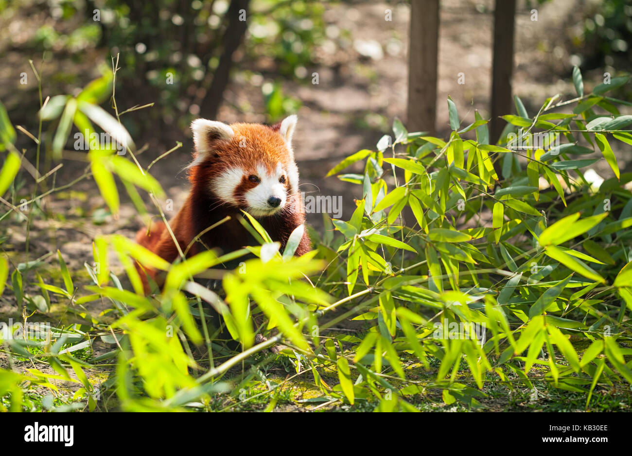 lesser panda in bamboo leaves Stock Photo - Alamy