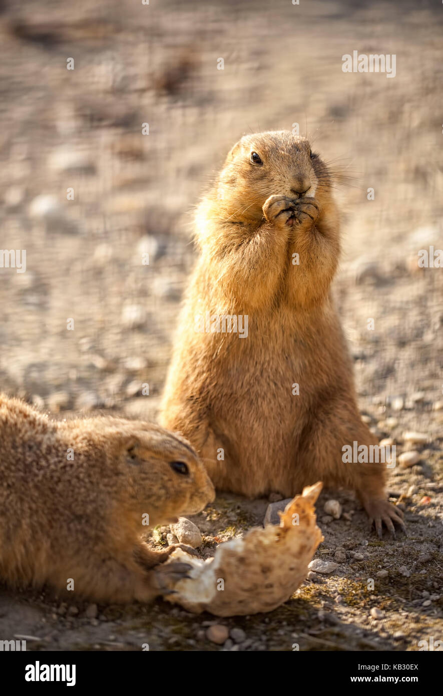 Cute beaver eating, full lenght Stock Photo - Alamy
