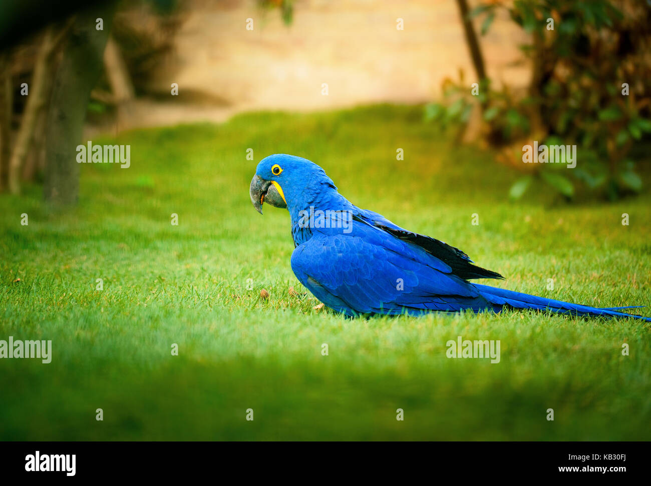 cute blue parrot on grass outside Stock Photo - Alamy