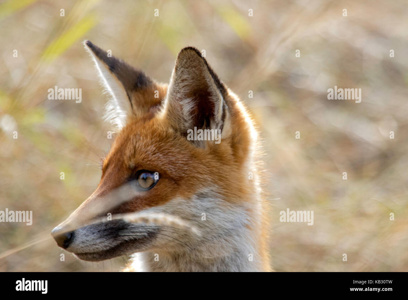 Foxes england hi-res stock photography and images - Alamy