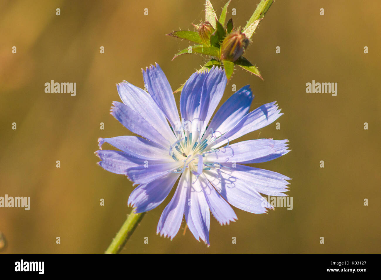 chicory flower on a blurry green background Stock Photo - Alamy