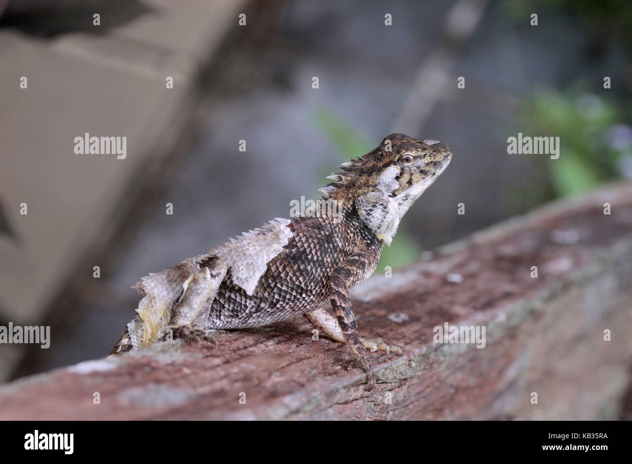 Chameleon shedding hi-res stock photography and images - Alamy