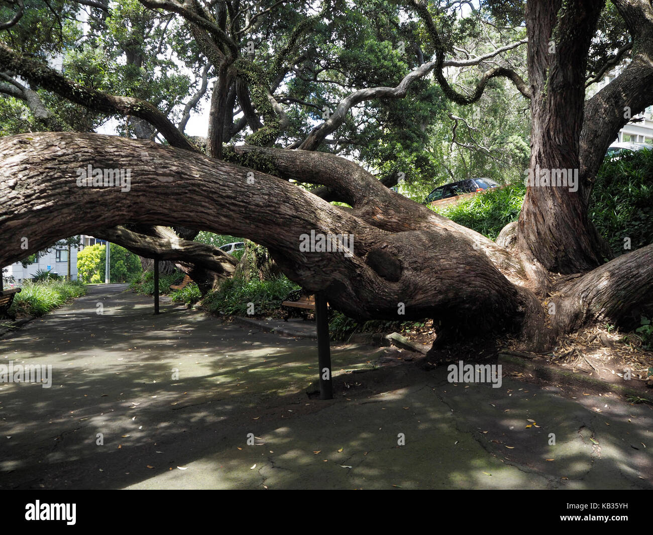 Big tree at Albert Park in Auckland Stock Photo - Alamy