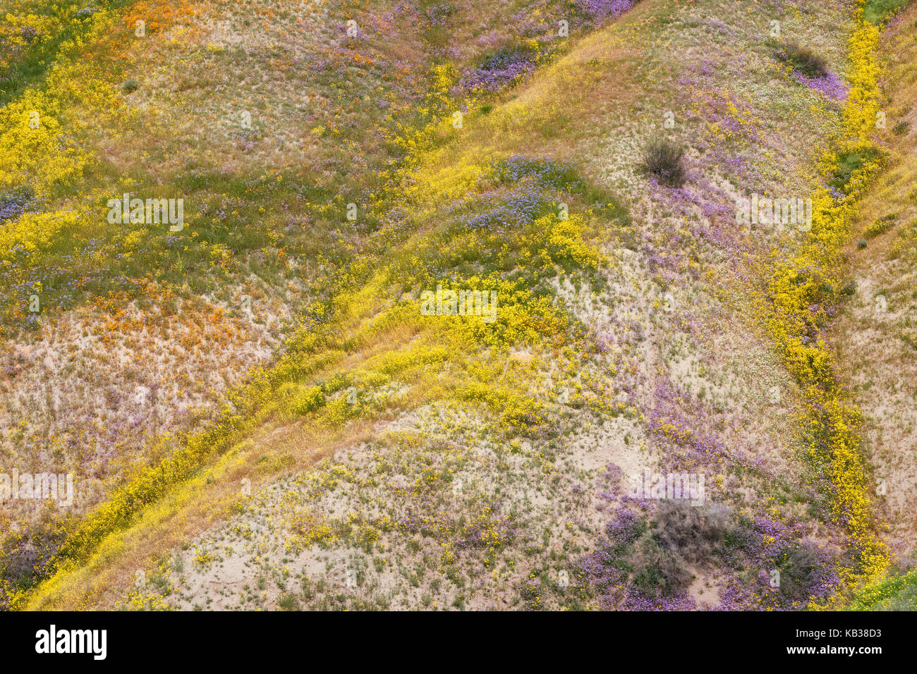 Spring bloom of wildflowers create a rainbow of color on the Temblor ...