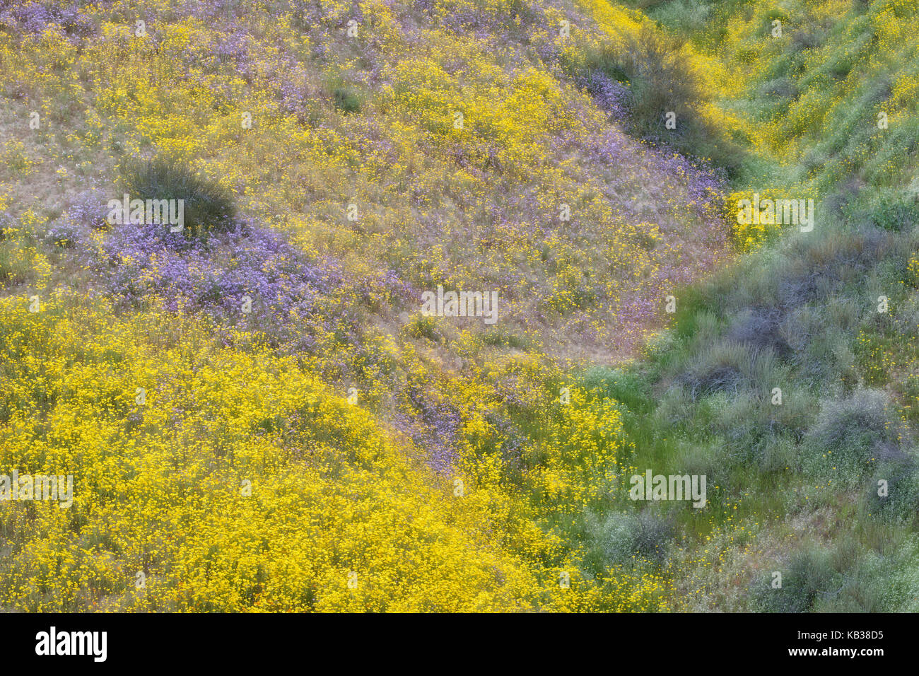 California Desert Super Bloom High Resolution Stock Photography and ...