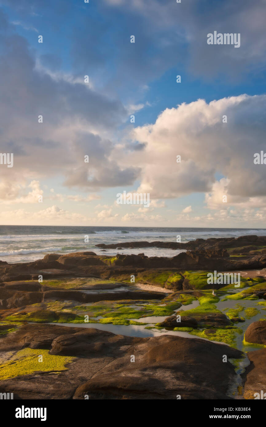 The warmth of evening sunbreaks on the basalt shoreline of Oregon’s ...