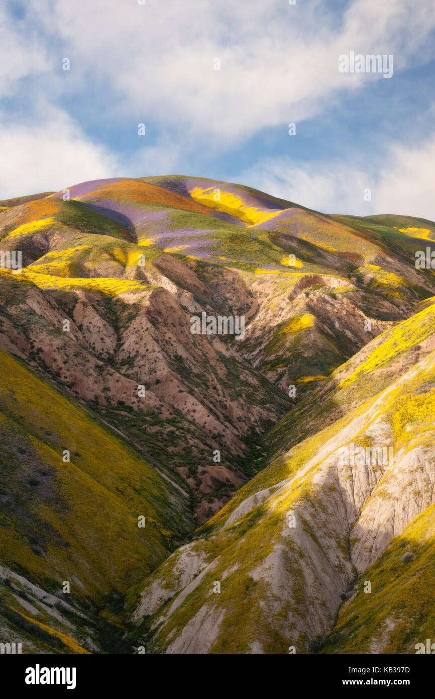The super bloom of spring wildflowers on the Temblor Range in ...