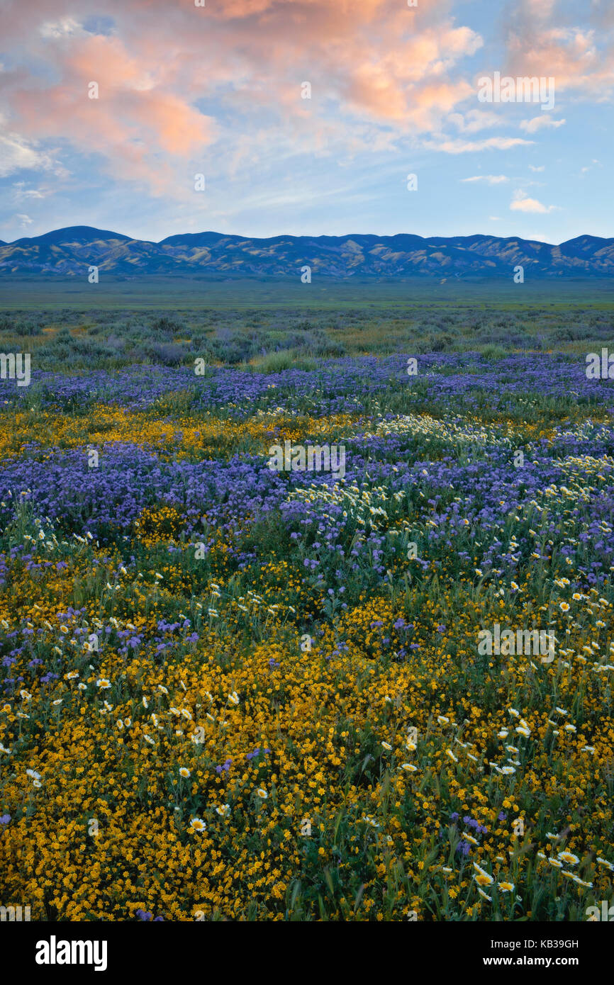 Sunset over the Temblor Range with the super spring bloom of ...
