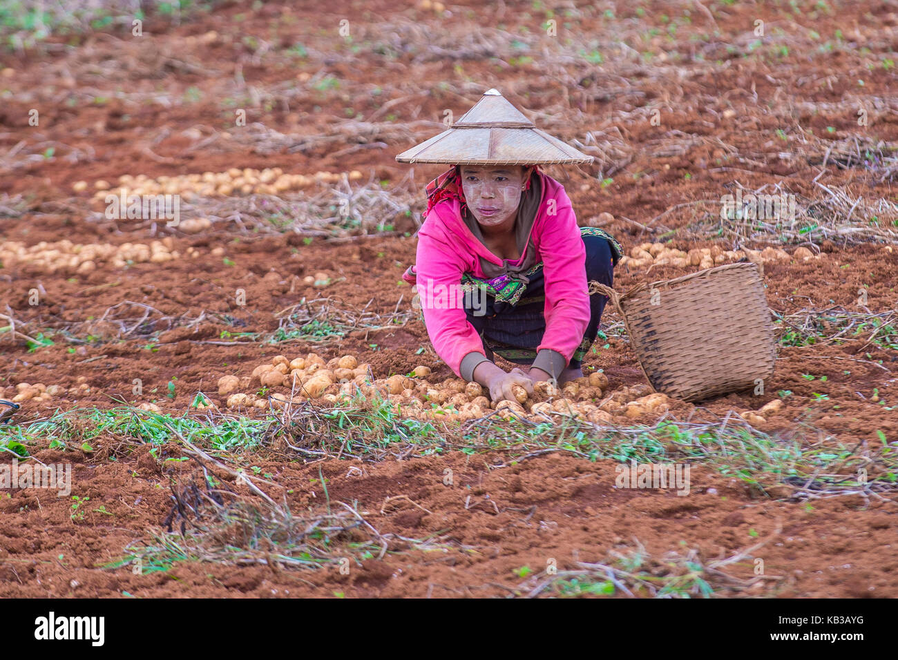 Burmese farmer working on a field in Shan state Myanmar Stock Photo - Alamy
