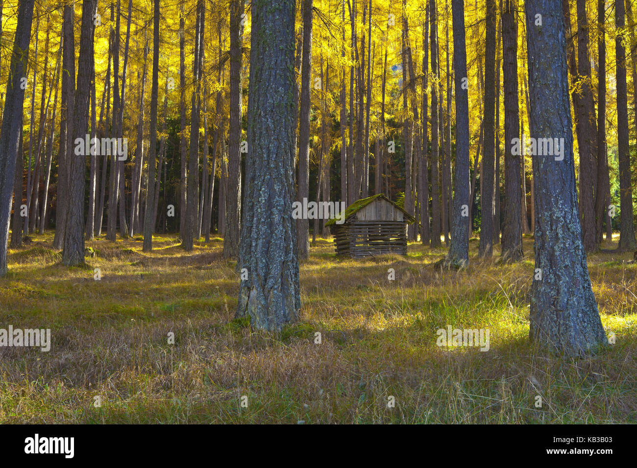 Austria, Tyrol, Mieminger plateau, Obsteig, larch meadows Stock Photo ...