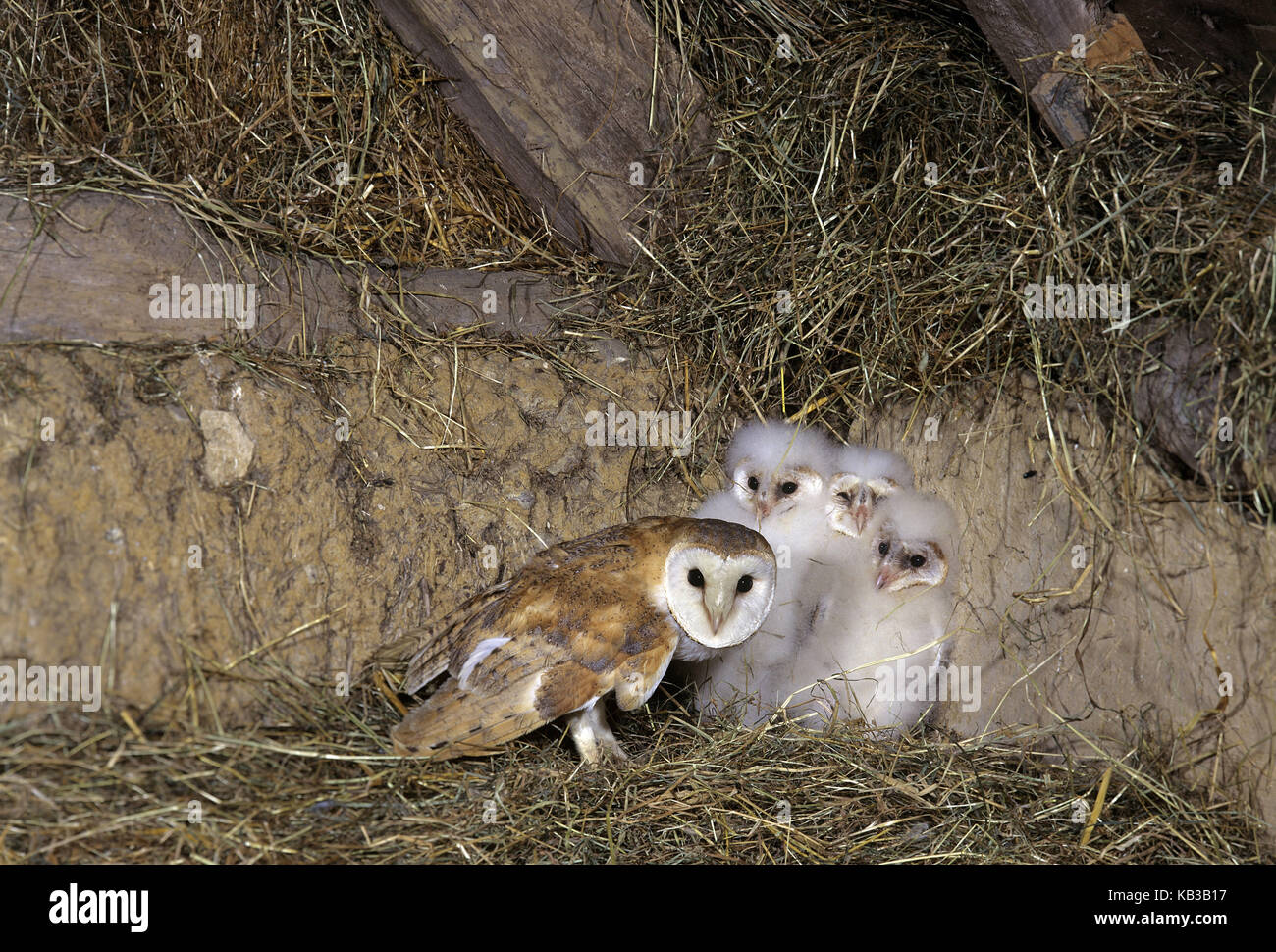 Barn owl, Tyto alba, adult animal with chick Stock Photo - Alamy