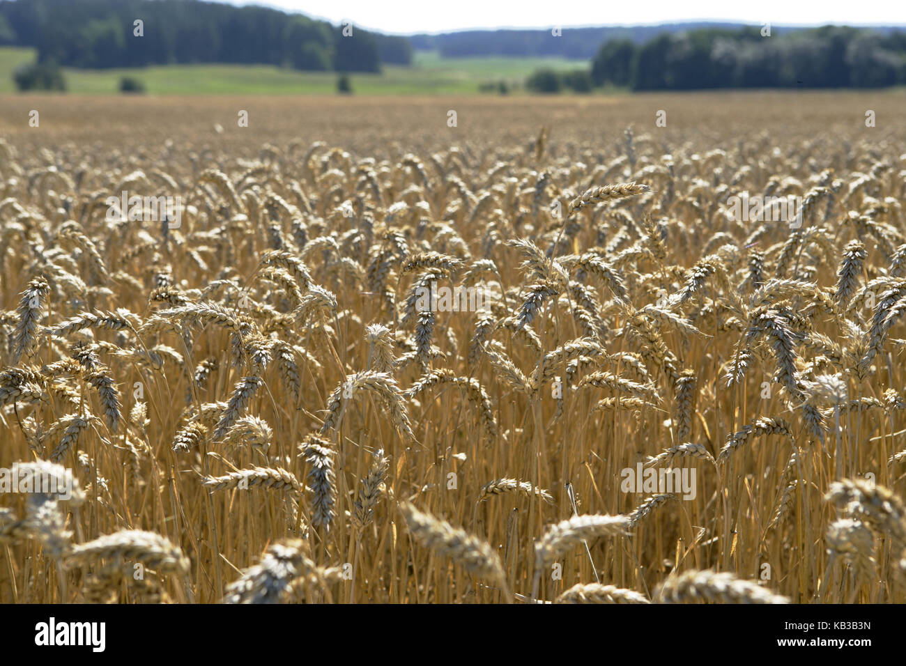 Rye cultivation hi-res stock photography and images - Alamy