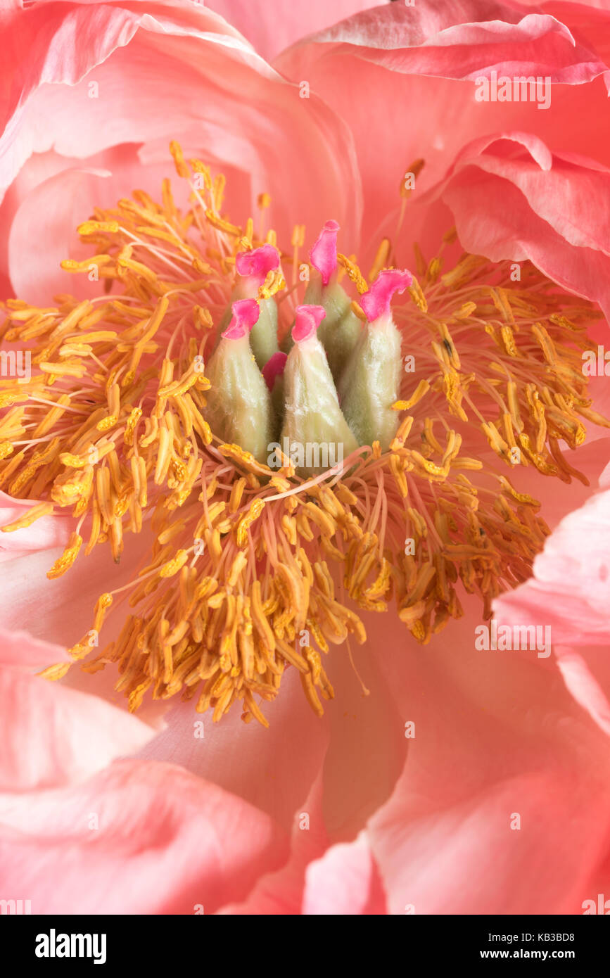 Peony flower detail Stock Photo - Alamy