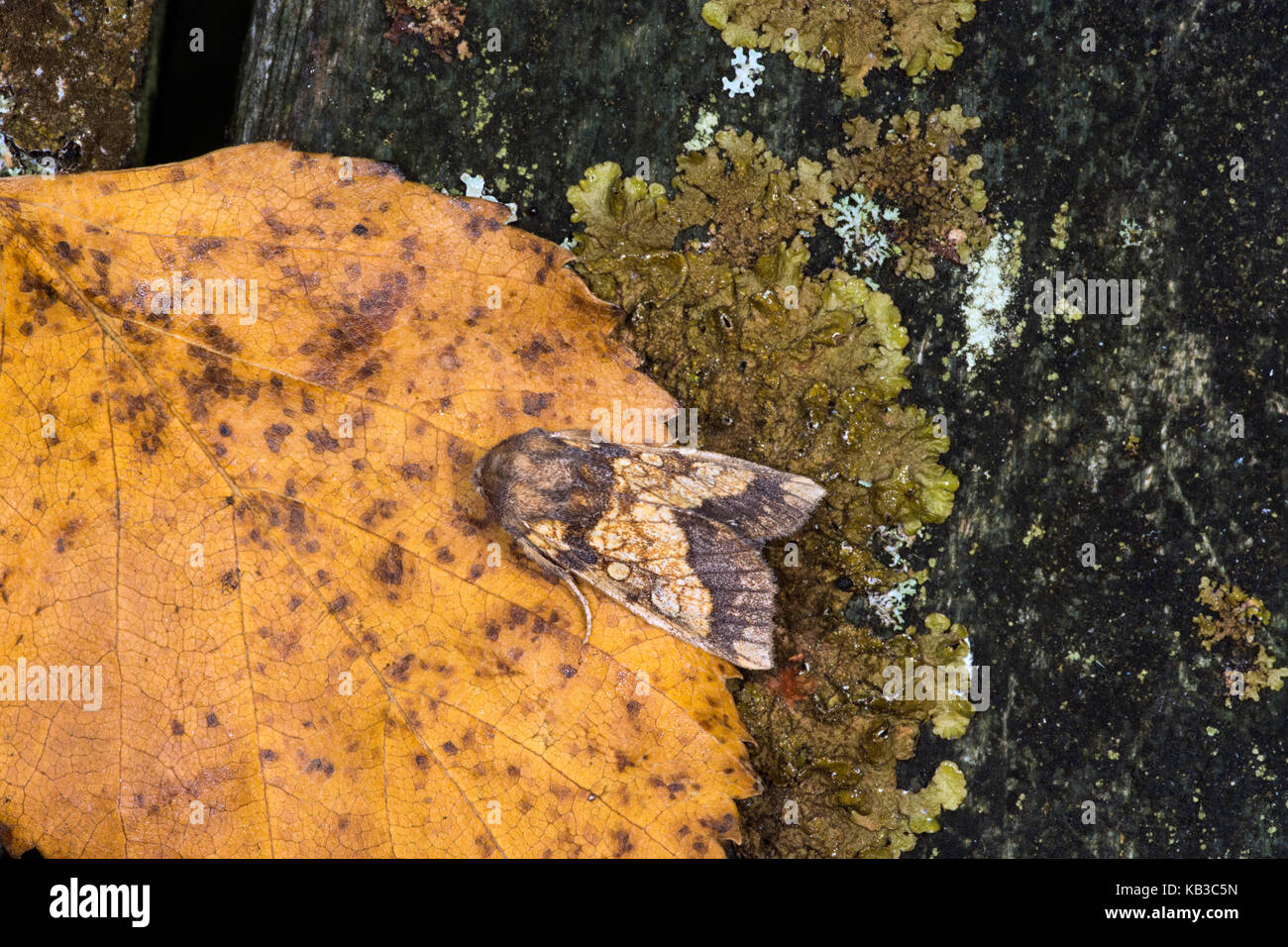 Garden Moth resting after being caught in a Moth Trap Stock Photo - Alamy