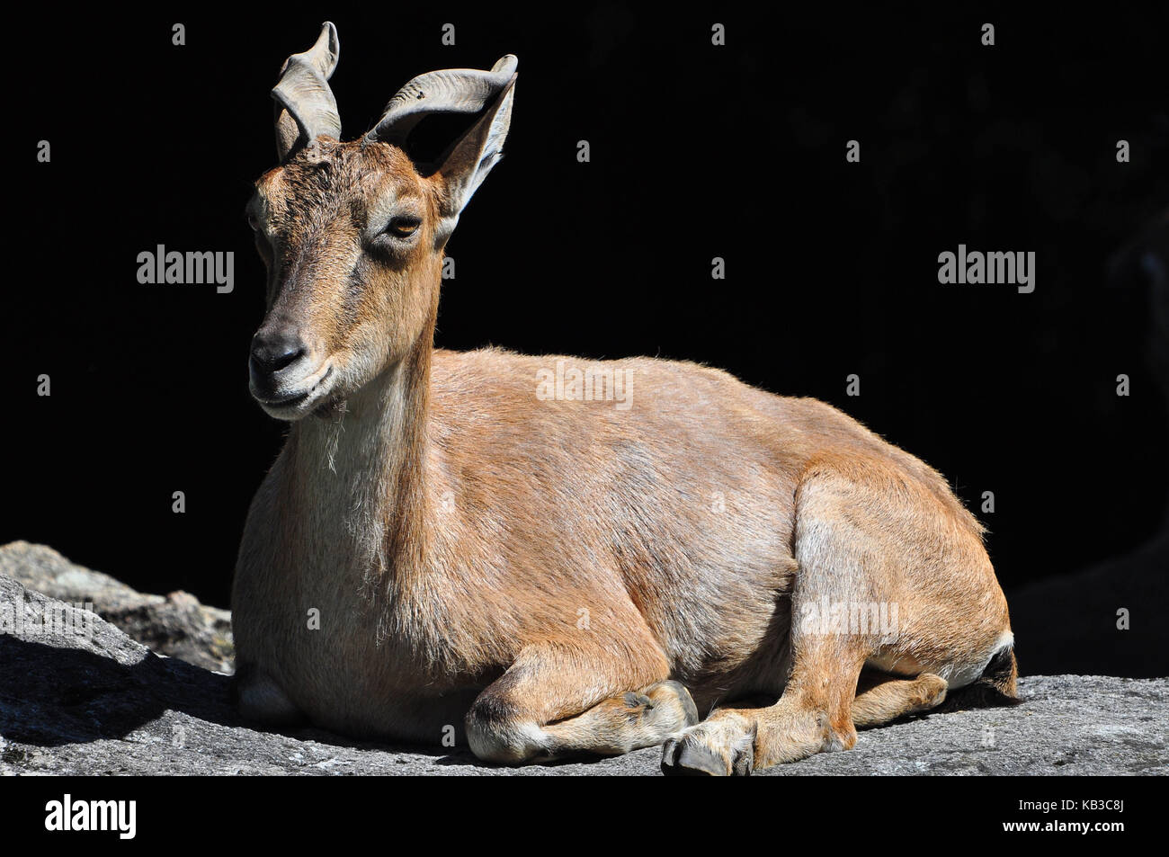 Antelopes kind hi-res stock photography and images - Alamy