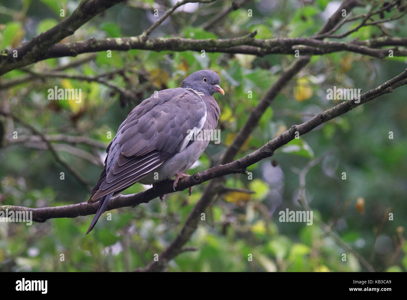Wood pigeon perched on a tree branch Stock Photo - Alamy