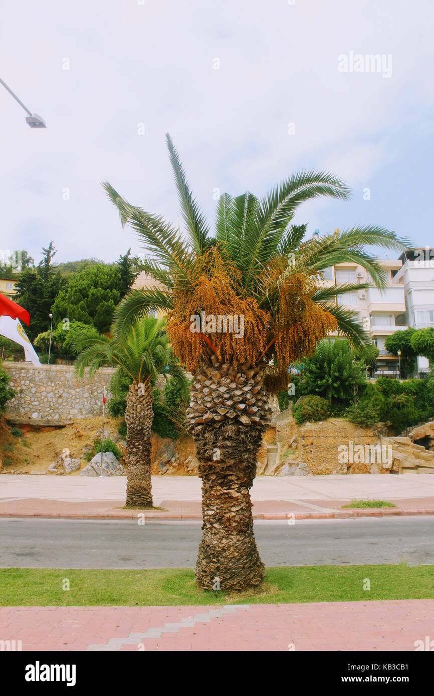Palm tree in the background of a tropical resort (Alanya, Turkey Stock ...