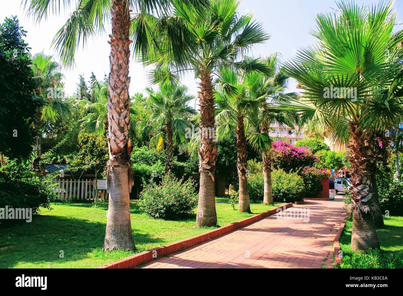Tropical vegetation in the park of the 100th anniversary of Ataturk ...