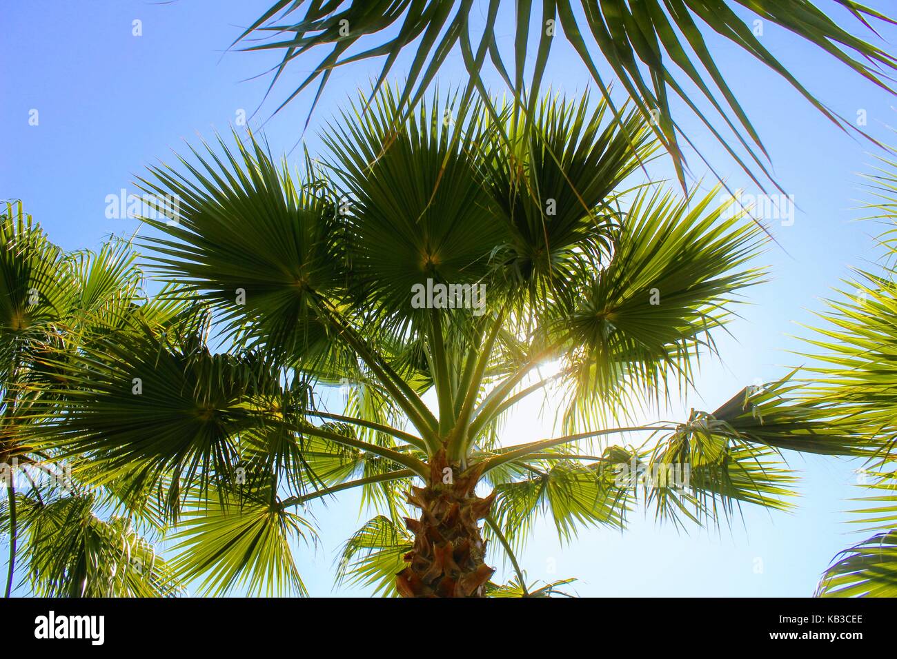 Tropical vegetation in the park of the 100th anniversary of Ataturk ...
