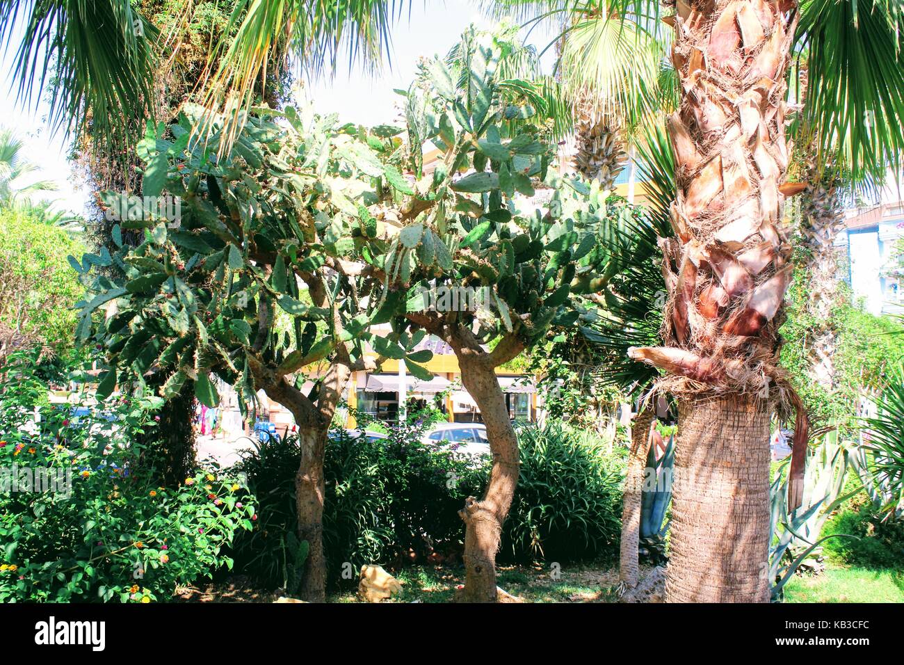 Tropical vegetation in the park of the 100th anniversary of Ataturk ...