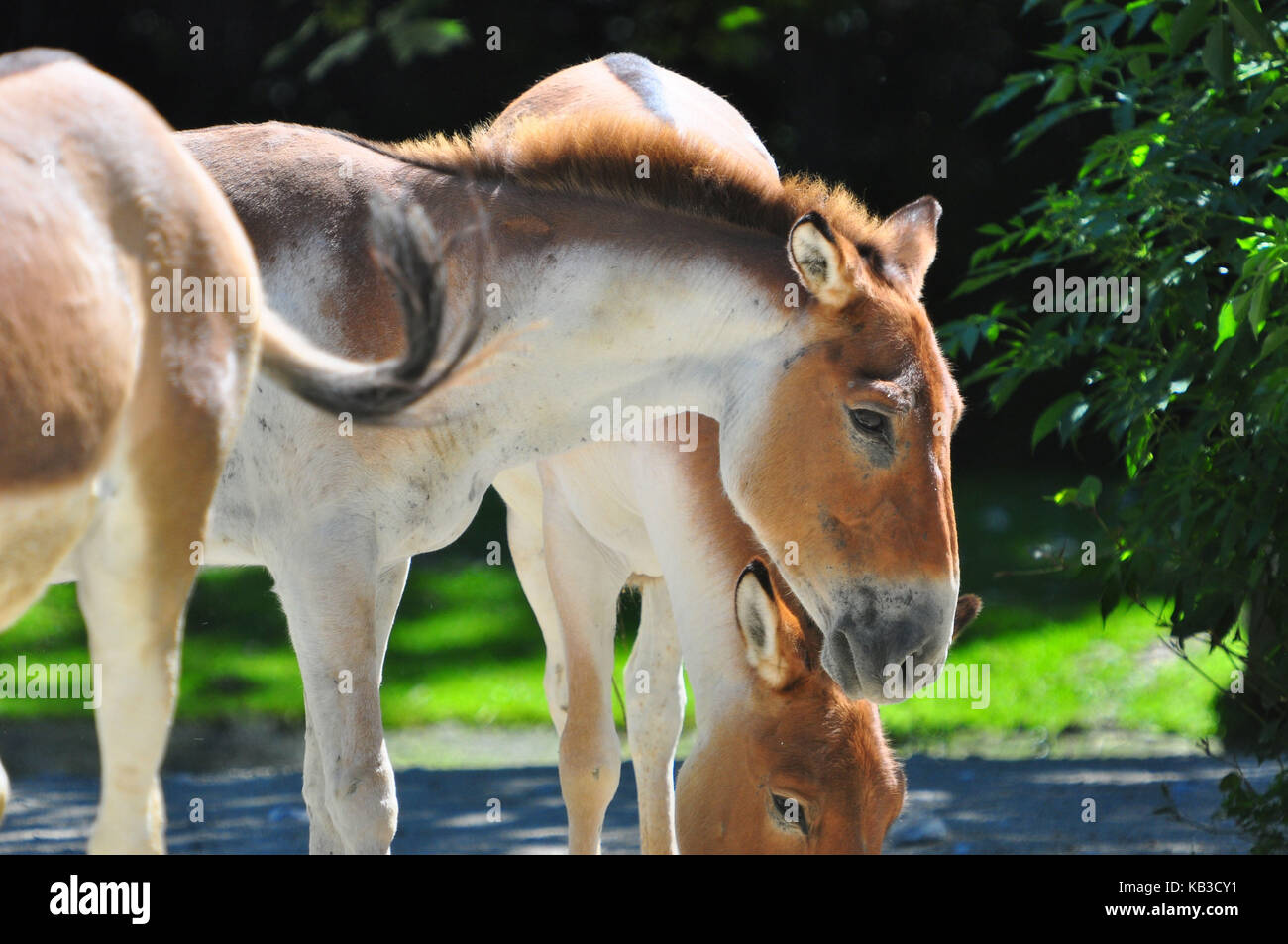 Zoo, Kiang, half donkey Stock Photo - Alamy