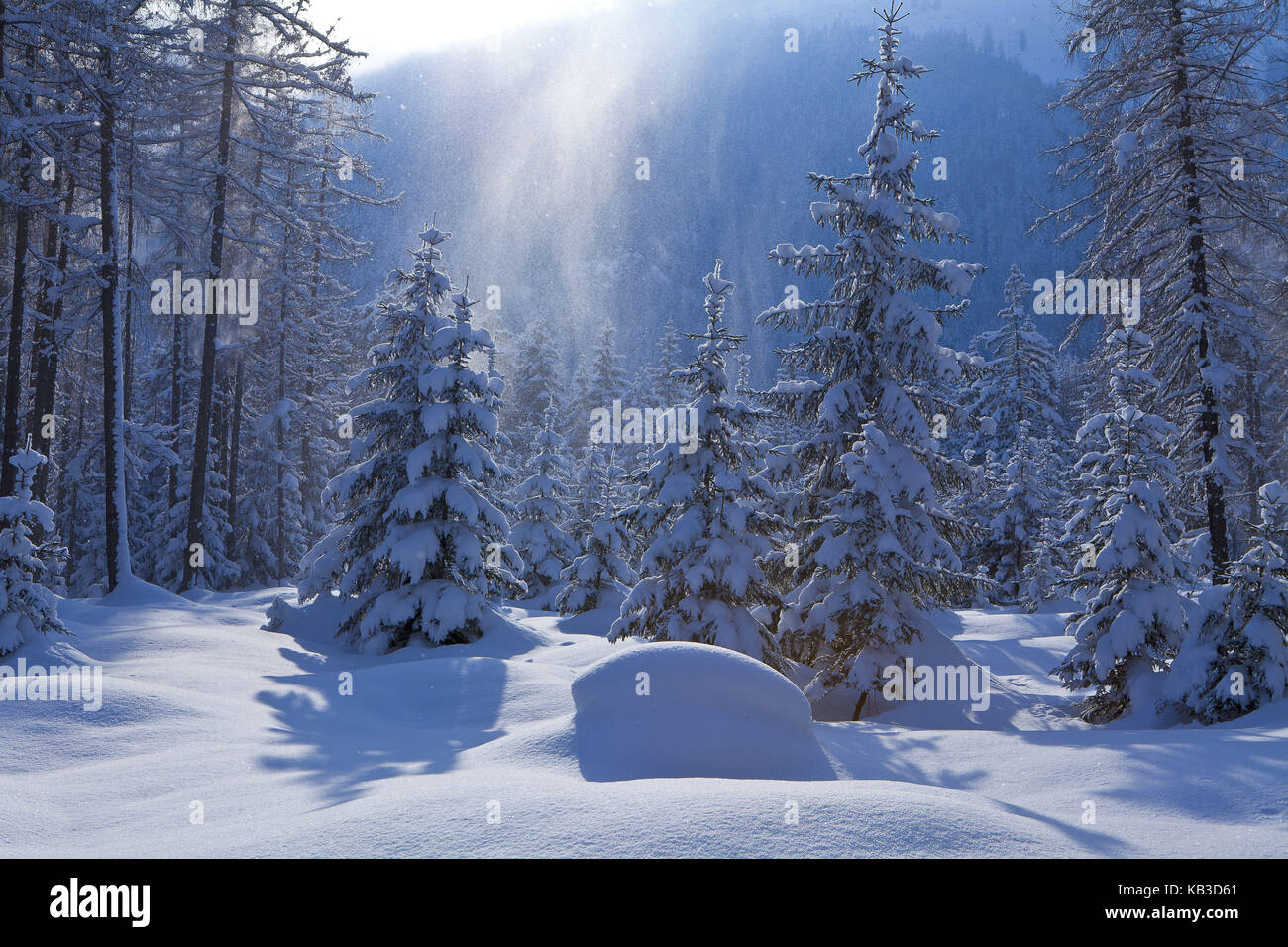 Austria, Tyrol, Obsteig, winter forest Stock Photo - Alamy