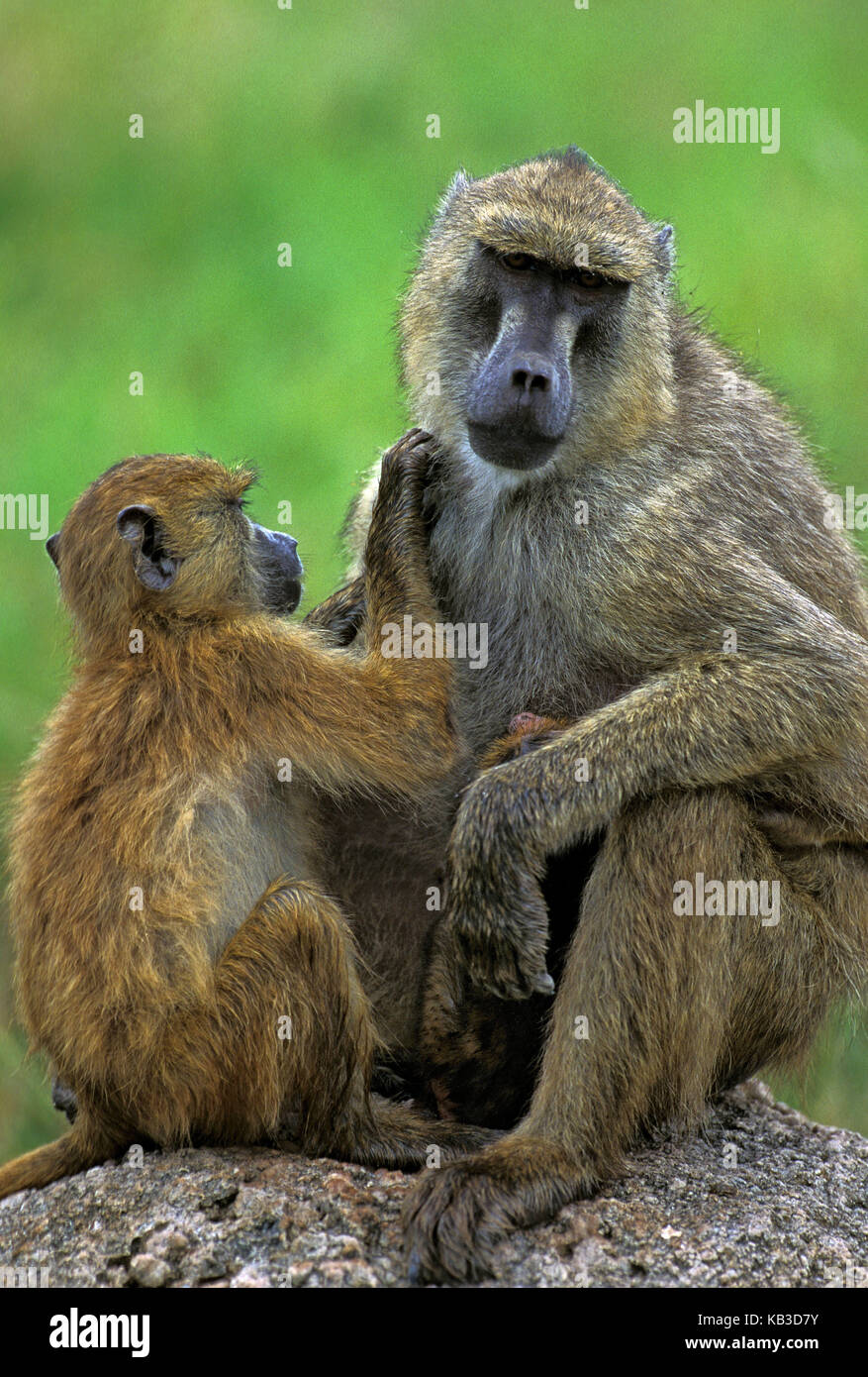Bear's baboons or Tschakma, Papio old sinus, fur care, innkeeper's ...