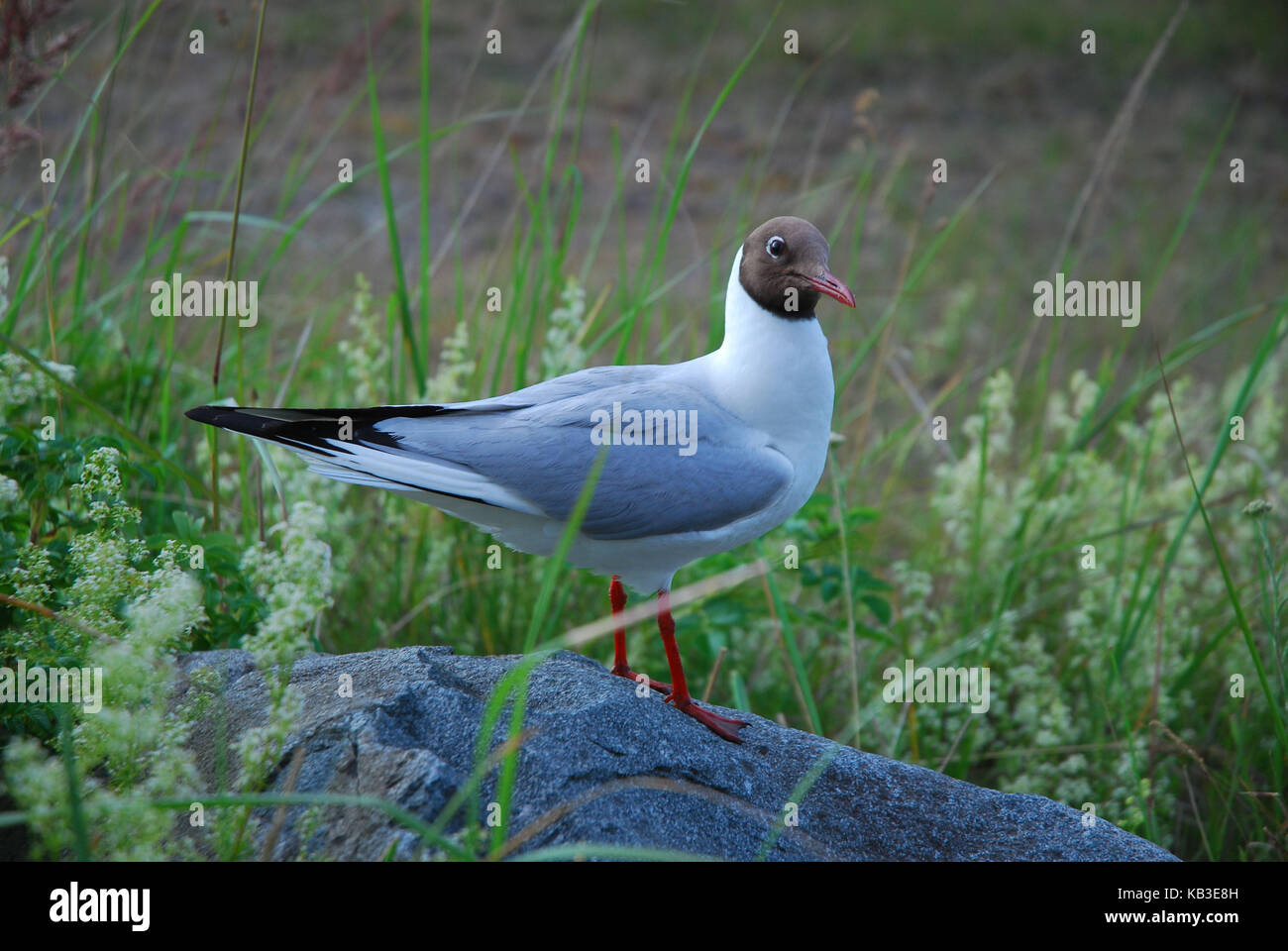 Ornithology, sea bird, black-headed gull, stone, reed Stock Photo - Alamy