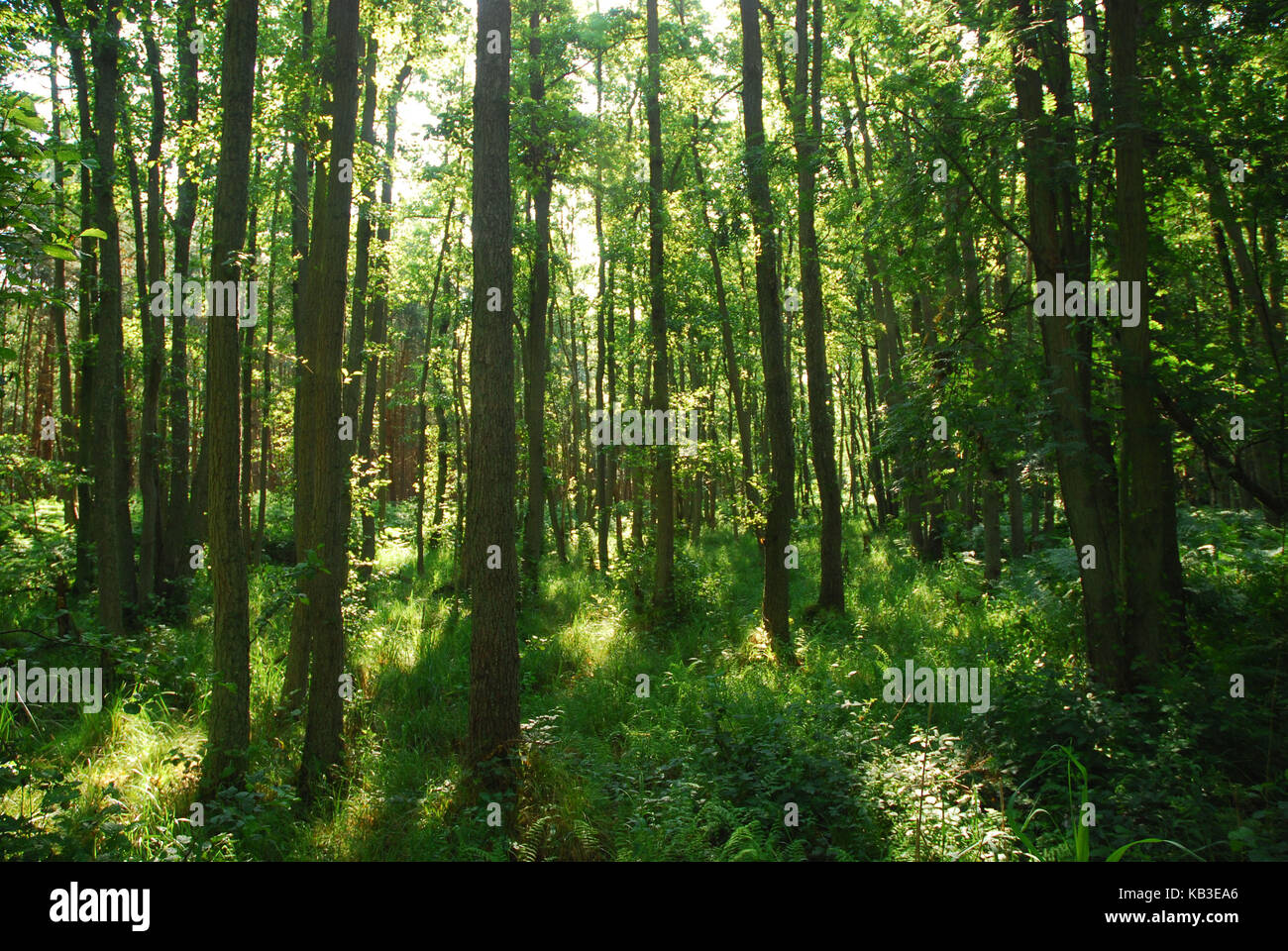 Germany, Mecklenburg-West Pomerania, Fischland-Darß-Zingst, the Baltic ...