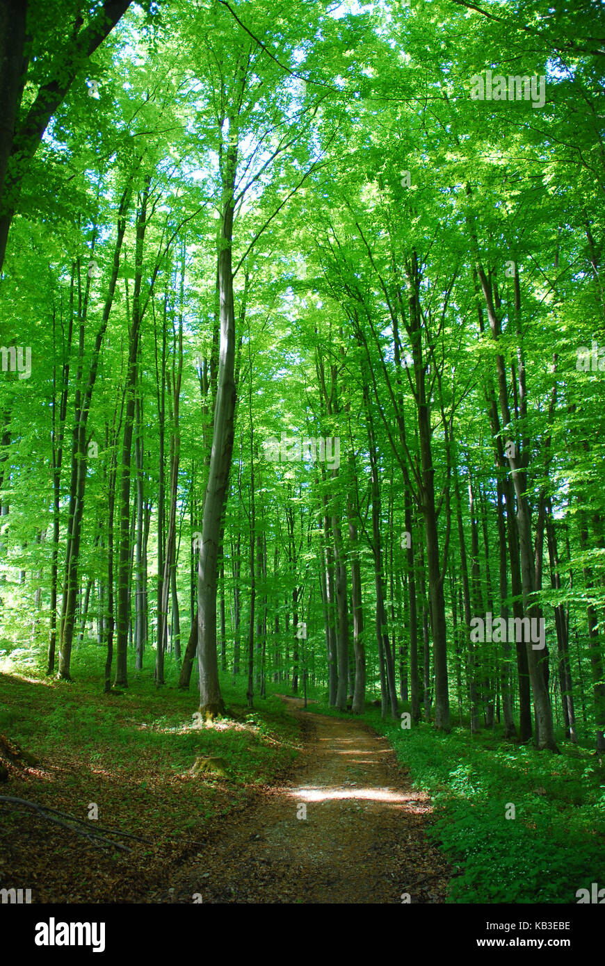 Wood, beech forest, spring, way Stock Photo - Alamy