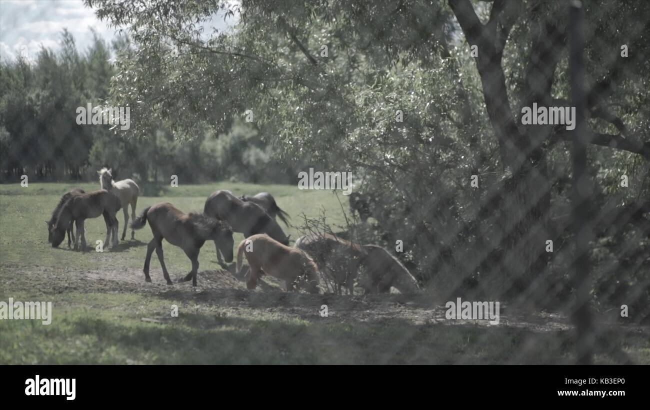 Cattle in the corral. Horses eating the grass inside the corral. A ...