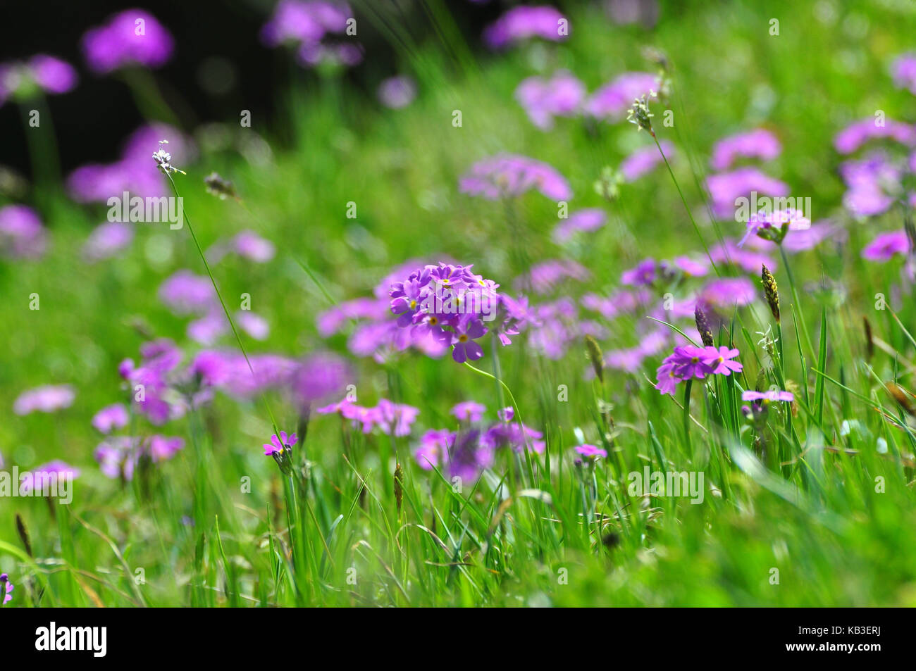 Pasture of flowers hi-res stock photography and images - Alamy